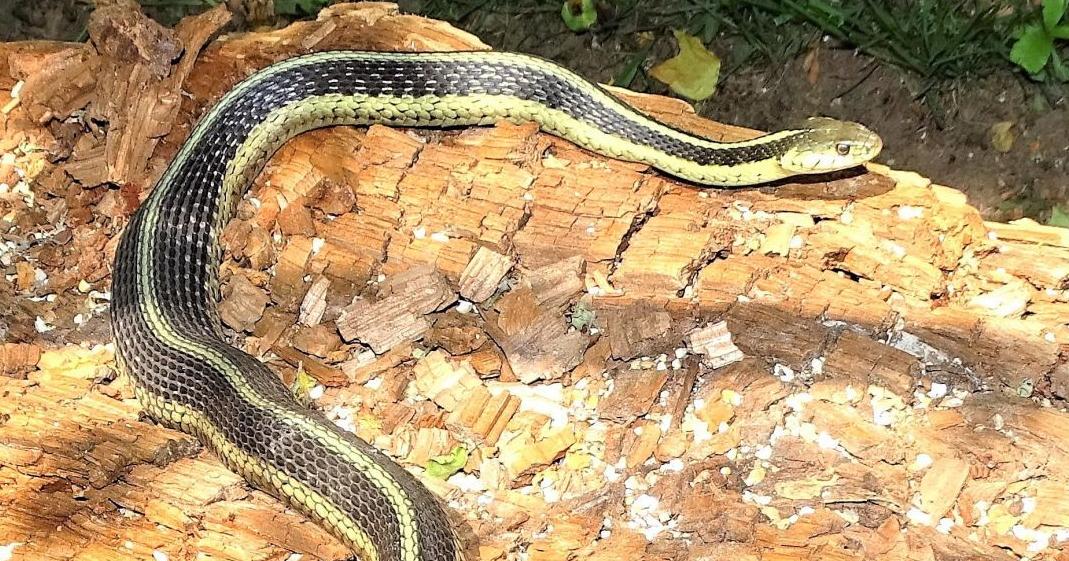 Focus on nature: The biggest garter snake I have ever seen | Free | apg ...