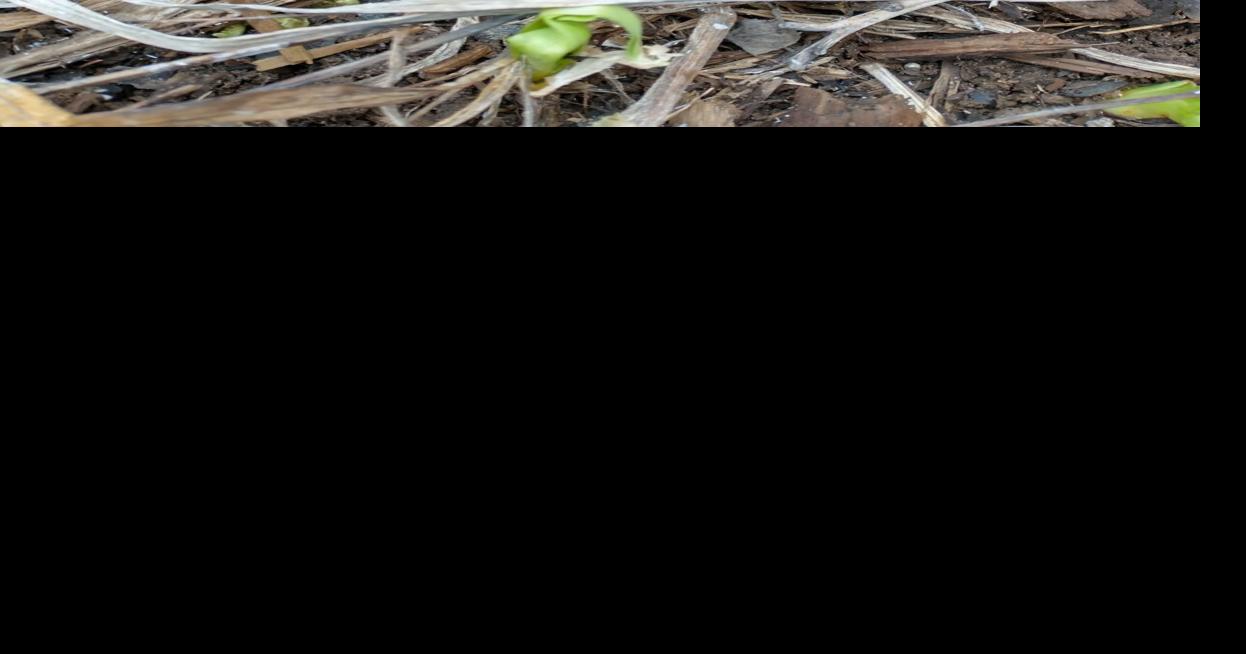 Frogs and toads, together | Local | apg-wi.com