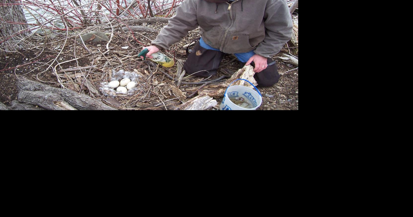 Ashland turns to egg-oiling for goose control | Subscriber | apg-wi.com