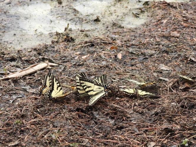 Natural Connections: Canadian tiger swallowtails | Outdoors | apg-wi.com