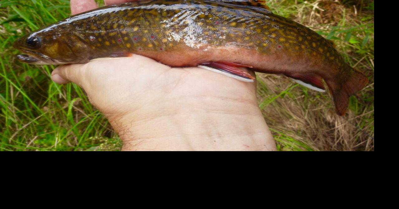 Last chance trout dance | Outdoors | apg-wi.com