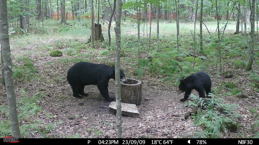 Bear hunt numbers dip but still good | Price County Review | apg-wi.com