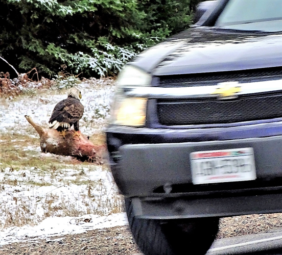 FOCUS ON NATURE: Be aware of wildlife feeding on roadkill | Price ...