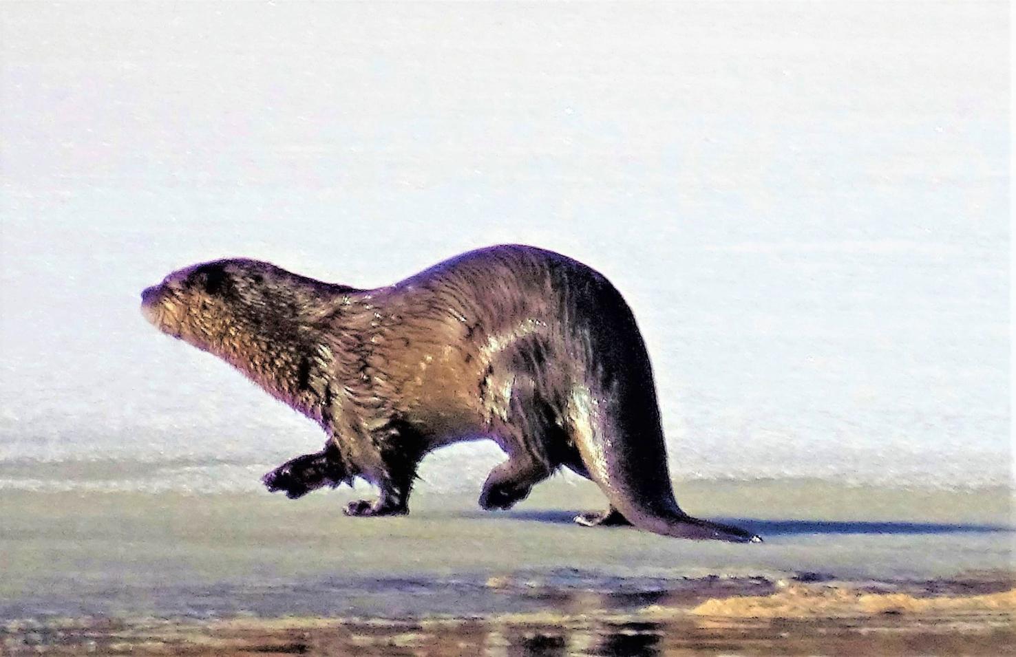 Focus on nature: River otter tales | Free | apg-wi.com