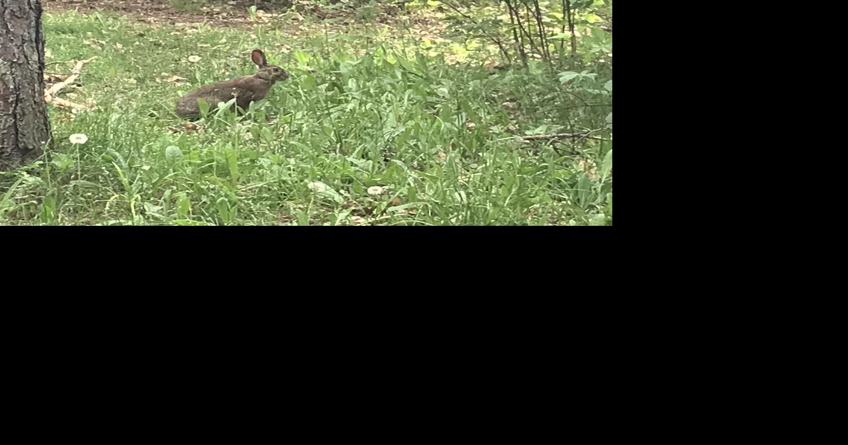 It’s been a harey winter for these leporids | Outdoors | apg-wi.com
