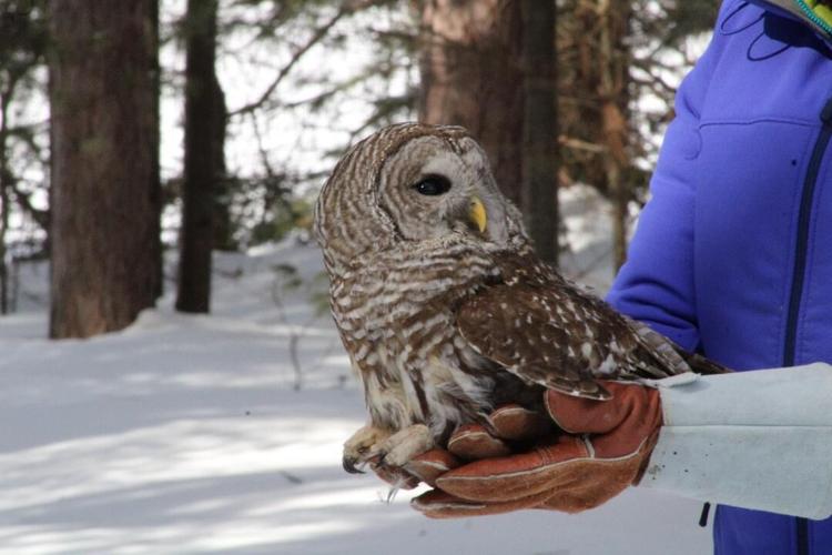 Return to the wild: Winged Freedom Raptor Hospital owl release takes ...