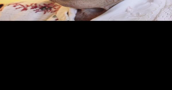 At 102, Violet Jacobson is still learning | Local | apg-wi.com