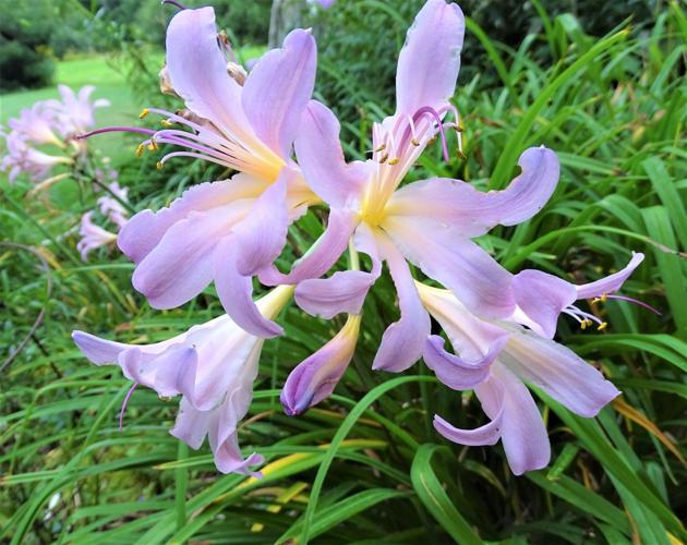 The mystery of the lillies | Subscriber | apg-wi.com