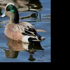 Wisconsin waterfowl, migratory game bird hunting seasons set | Outdoors ...