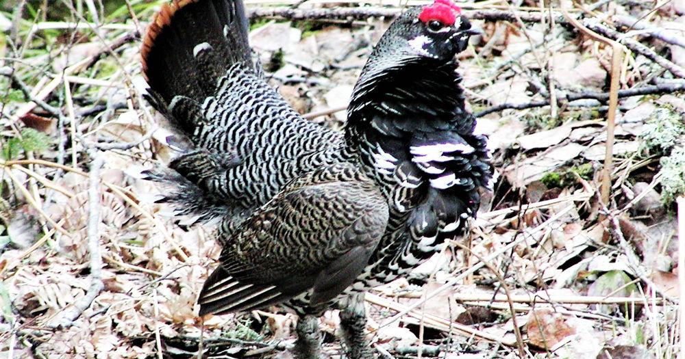 spruce grouse native range