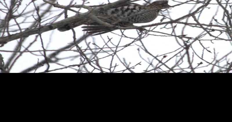 Wisconsin ruffed grouse survey results indicate stable population ...