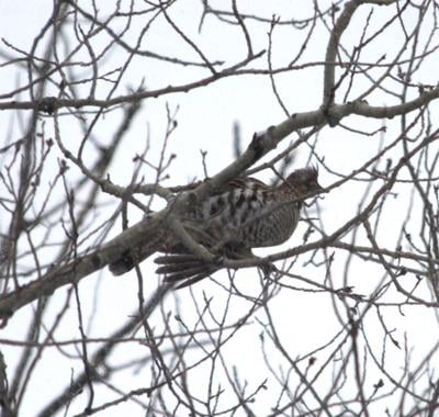 Wisconsin ruffed grouse survey results indicate stable population ...