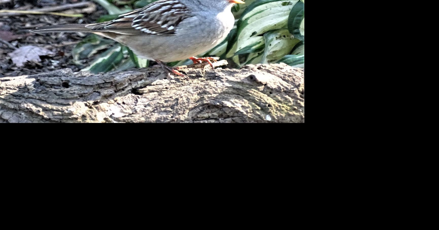 Focus on Nature: White-crowned sparrows — just passing through | Price ...