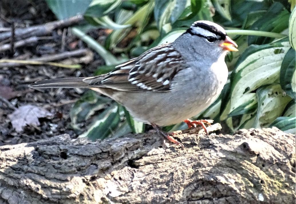 Focus on Nature: White-crowned sparrows — just passing through | Price ...
