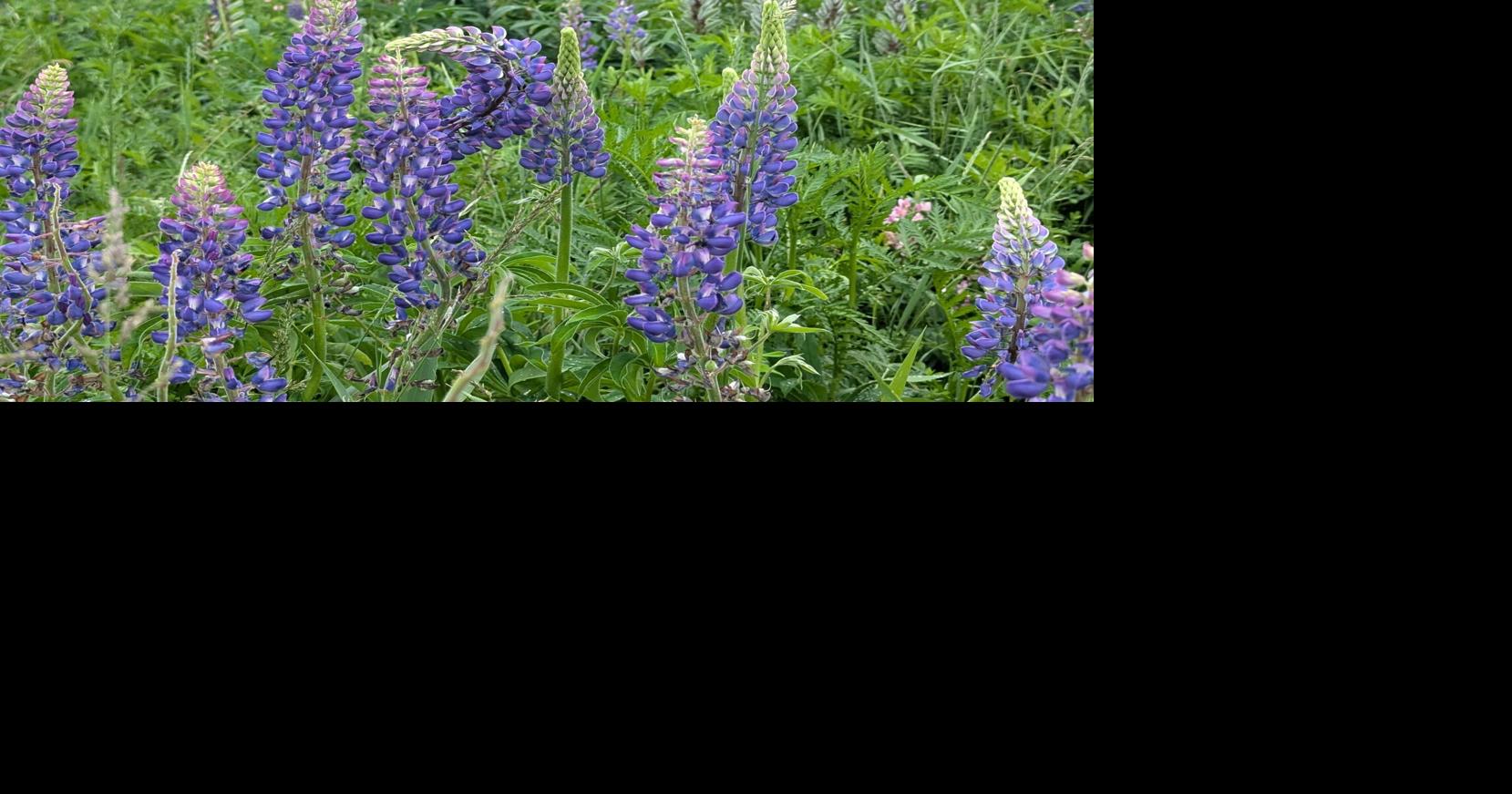 It’s lupine season | Local | apg-wi.com