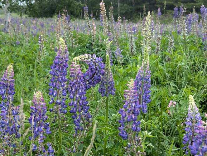 It’s lupine season | Local | apg-wi.com