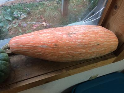 Native squash story: More Mother Earth News than Indiana Jones | Local ...