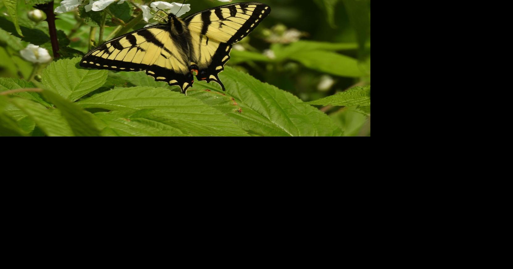 Natural Connections: Canadian tiger swallowtails | Outdoors | apg-wi.com