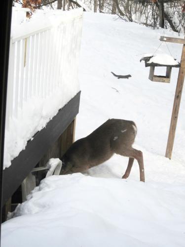 Hungry deer | Local | apg-wi.com