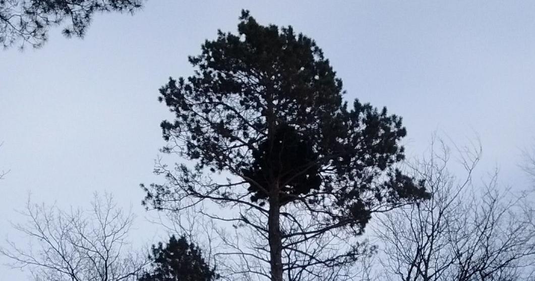 Natural Connections: What's up with those clumps in the pine trees ...