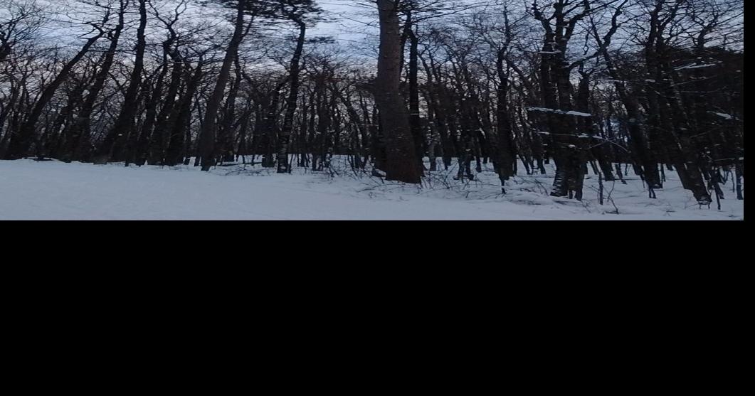 Natural Connections: What's up with those clumps in the pine trees ...