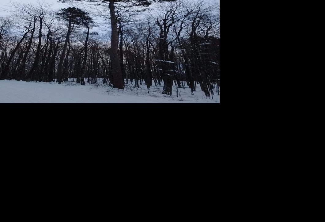 Natural Connections: What's up with those clumps in the pine trees ...