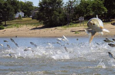 Pritzker delays $1.2B invasive carp project over concerns Trump won't ...