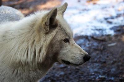 DNR estimates wolf population has dropped by 19 percent over the past ...