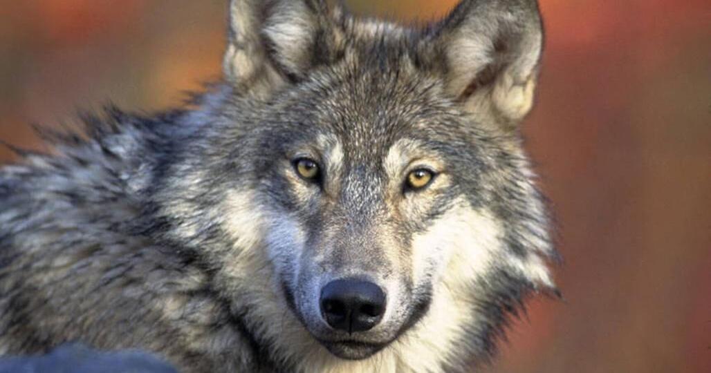 Former Wisconsin conservation warden fined in 2023 wolf killing ...