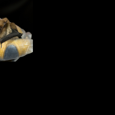 Help Wisconsin bats during International Bat Week 2024 | Regional | apg ...