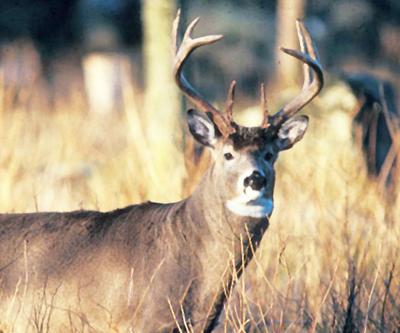 CWD informational meeting is April 23 in Spooner | Outdoors | apg-wi.com