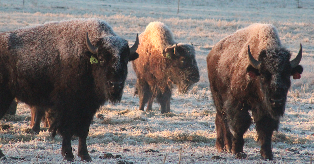 Where buffalo still roam: Spooner’s Black Creek Bison herd a connection ...