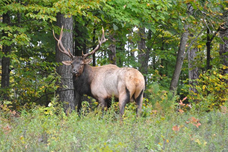 First managed elk hunt in Wisconsin history this fall | Free | apg-wi.com