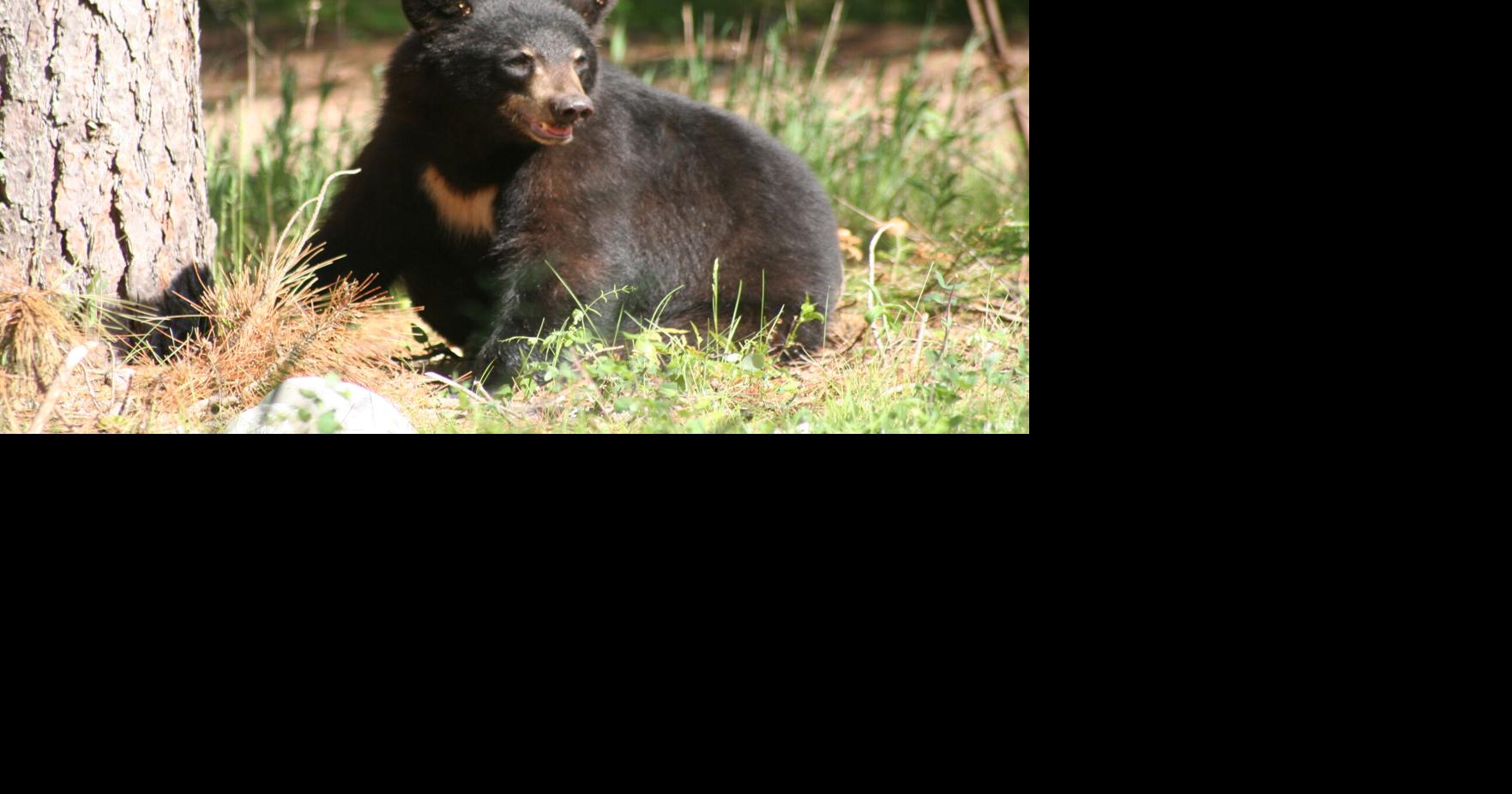 Hibernation time: As cold weather arrives, many of nature’s creatures ...