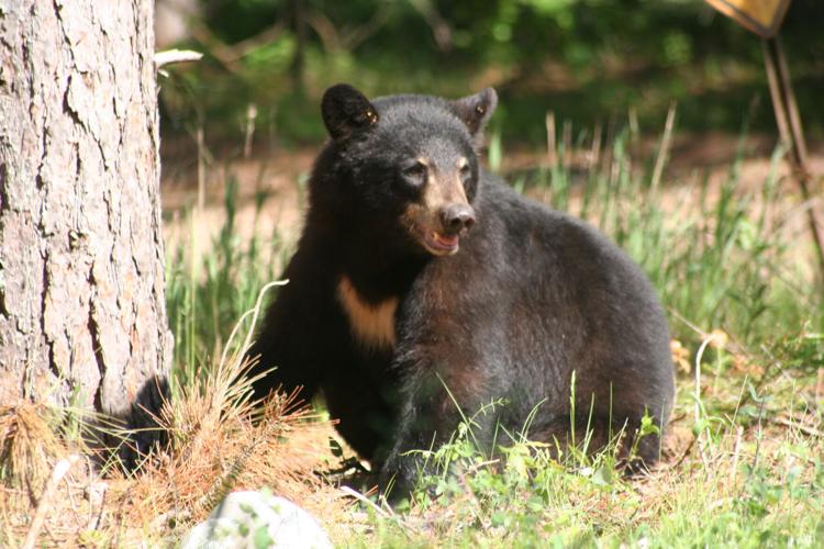 Hibernation time: As cold weather arrives, many of nature’s creatures ...