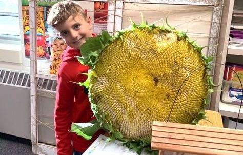 Elementary school winners announced in sunflower growing contest | Rice ...