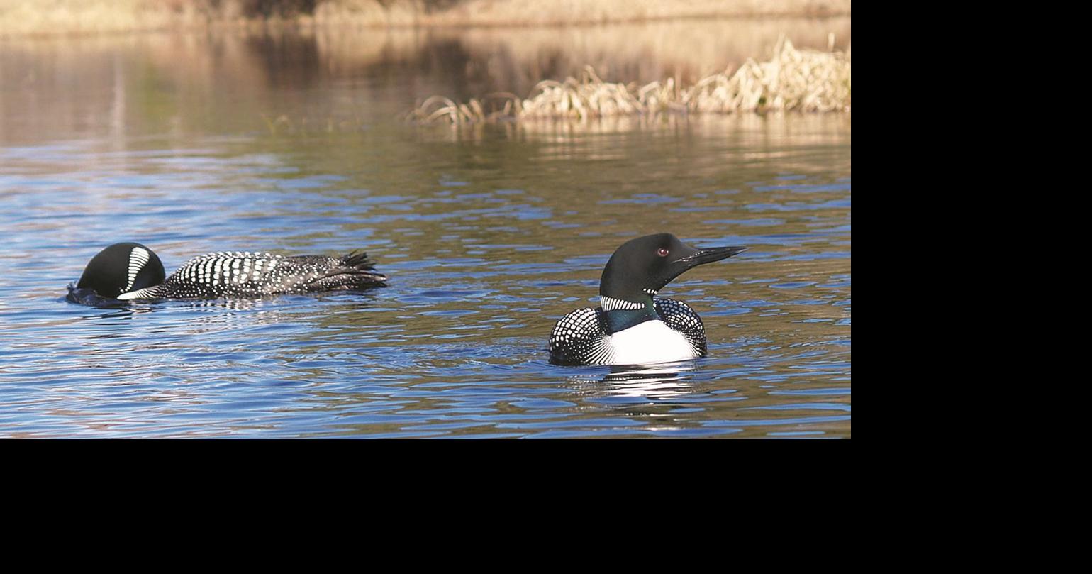LONG LAKE LOONS | | apg-wi.com