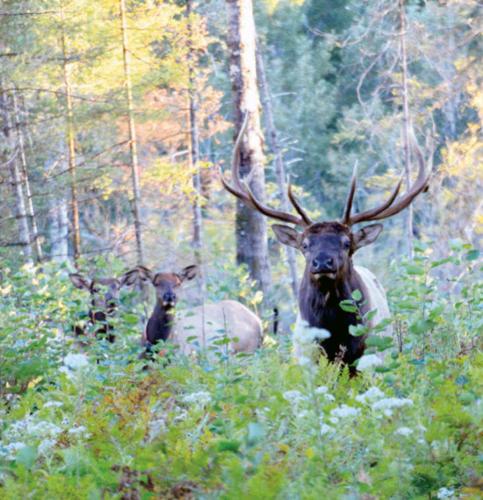 Butternut’s elk: a tale of education and collaboration | Outdoors | apg ...