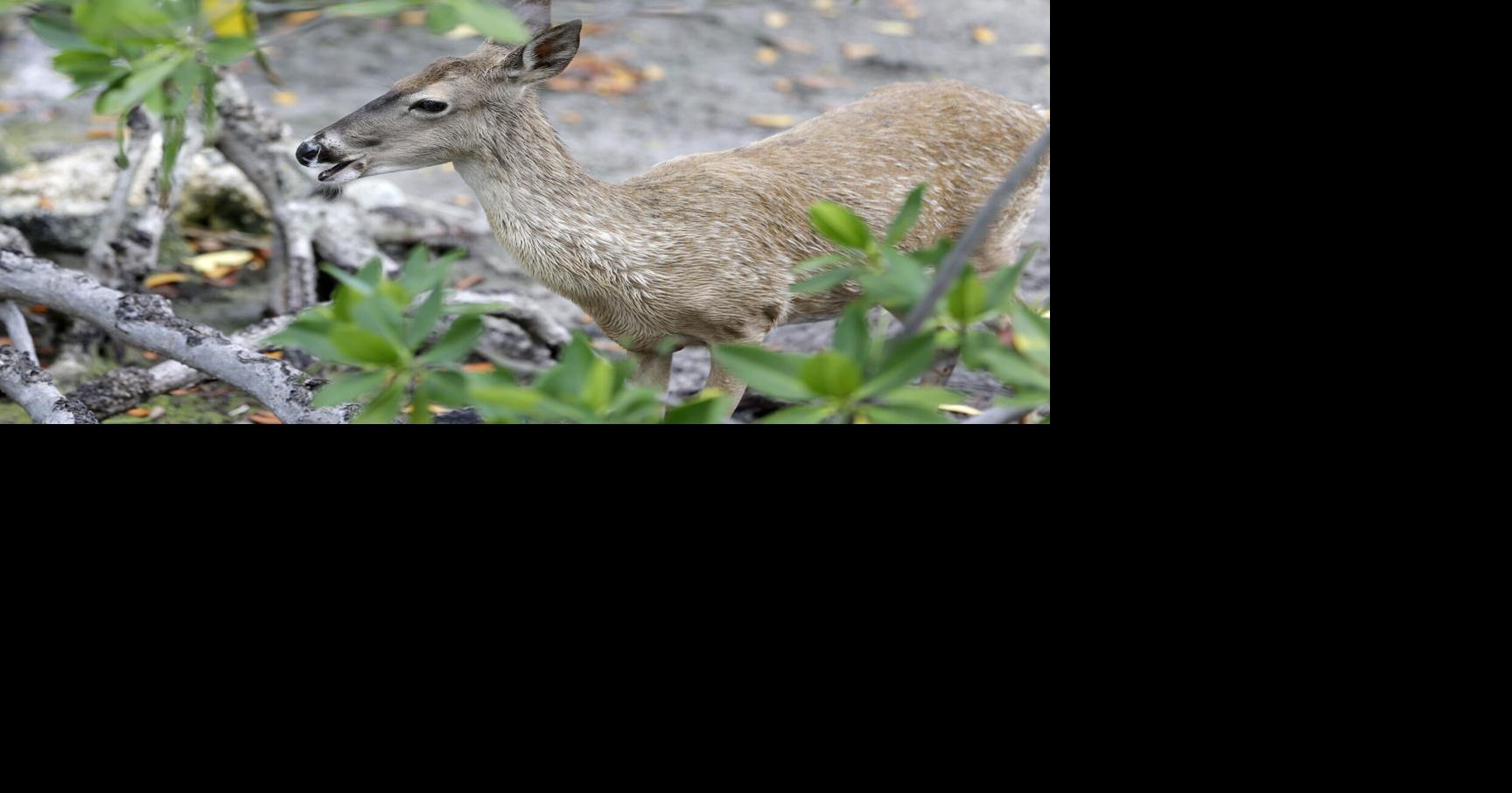 DNR board signs off on revised boundaries for managing deer | Outdoors ...