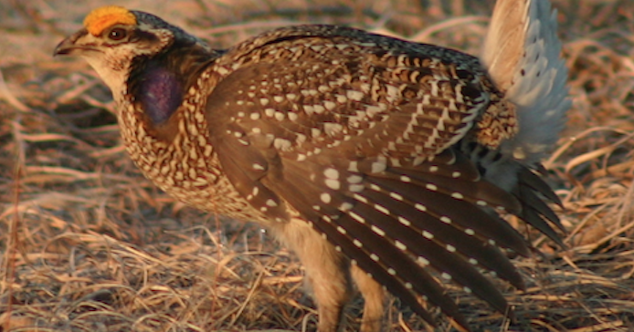 Sharp-tailed grouse viewing blind reservations opening soon | Outdoors ...