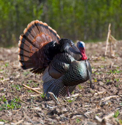 Bonus spring turkey tags are now being sold by DNR | Outdoors | apg-wi.com