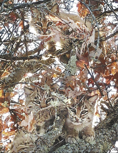 how often do bobcats kill deer