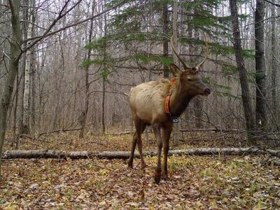 DNR celebrates successful 2023 elk hunting season | Outdoors | apg-wi.com