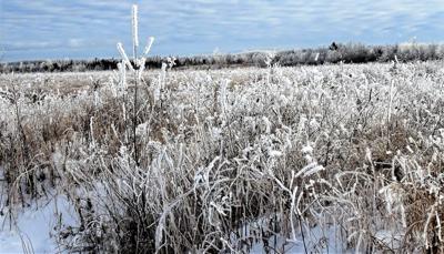 Focus on nature: Rime frost beautifies local landscapes in early ...
