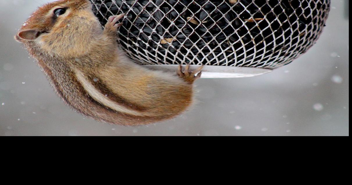 Zippy chippy lingers as things gets nippy | Outdoors | apg-wi.com