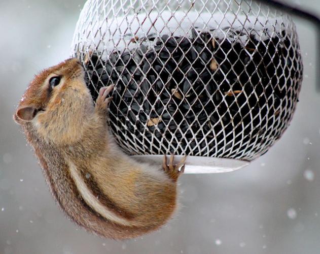 Zippy chippy lingers as things gets nippy | Outdoors | apg-wi.com