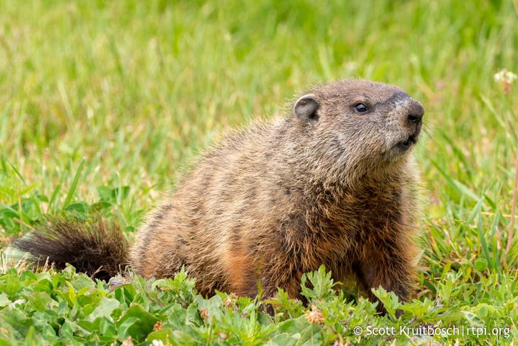 Looking Back: A word about groundhogs on Groundhog Day | Subscriber ...