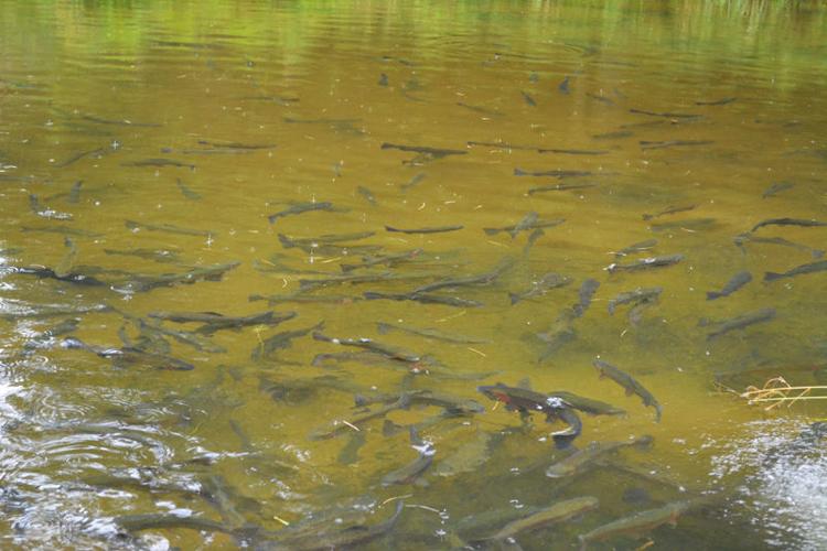 Fifield trout farm to raise 50,000 steelhead for Lake Michigan | Free ...
