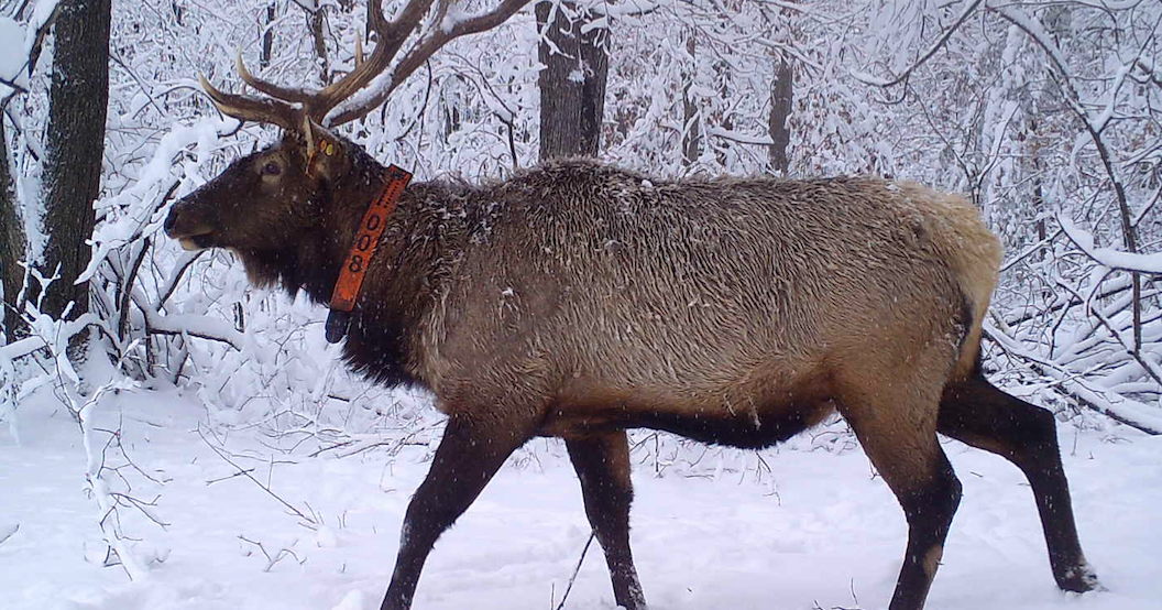 Wisconsin’s 8th elk hunt called a success (copy) | Outdoors | apg-wi.com