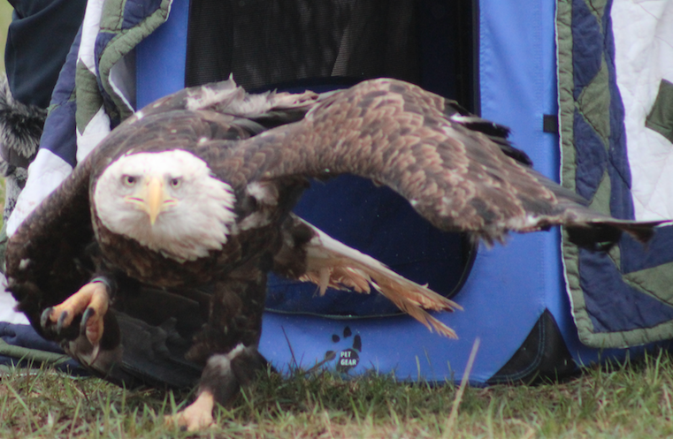 Injured eagles released as crowd cheers | Outdoors | apg-wi.com